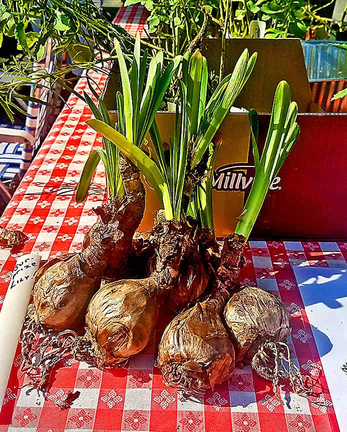Master Gardeners Hold Spring Plant Swap – The Sentinel